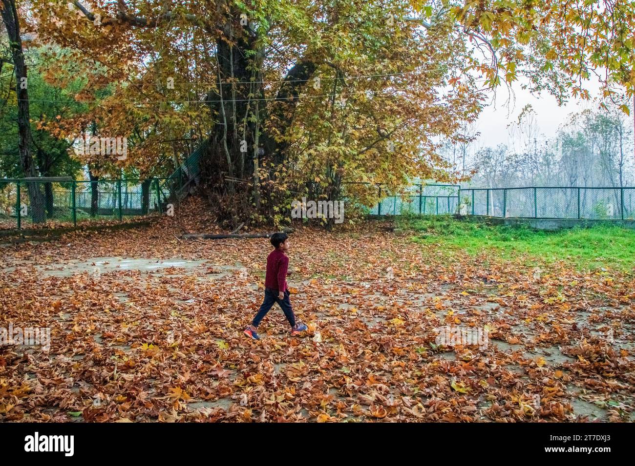 Srinagar, India. 13th Nov, 2023. A kid walks amid the pathway of fallen ...