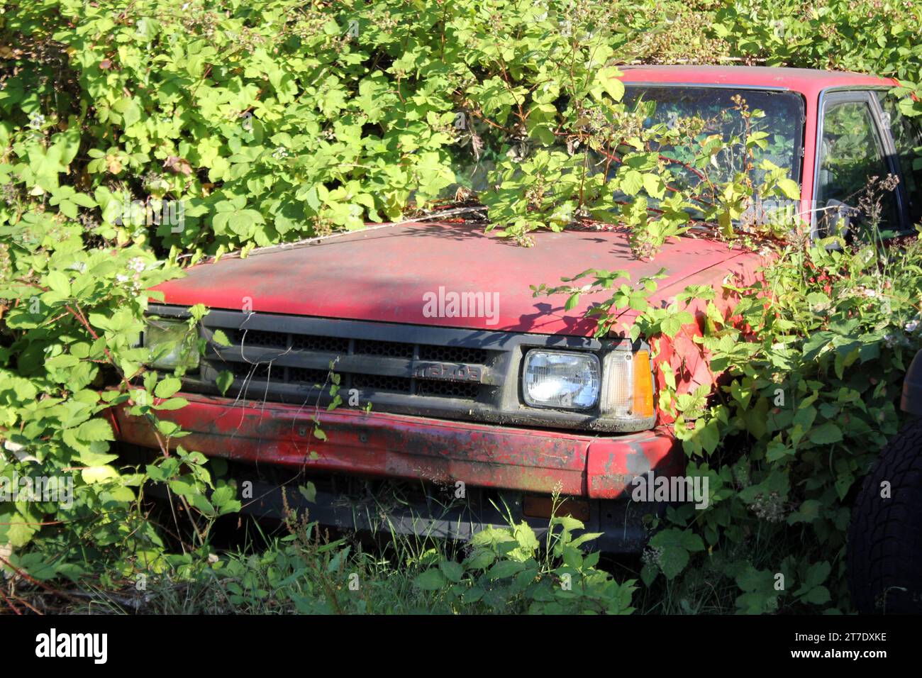 An aged pickup truck is in a state of disrepair and left in a wild ...