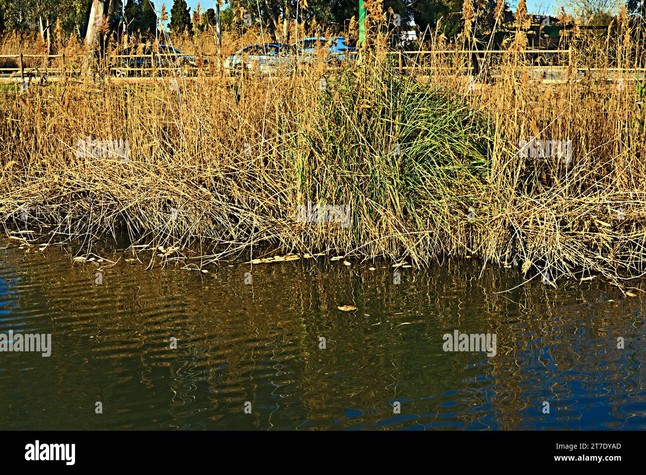 Grasses along the banks of the wildlife pond in Nules Plaja, Castellon ...