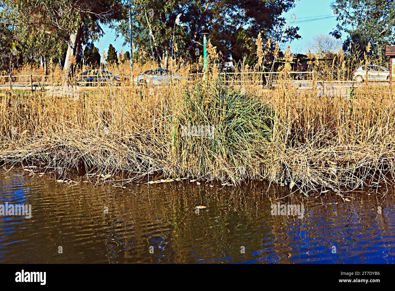 Grasses along the banks of the wildlife pond in Nules Plaja, Castellon ...