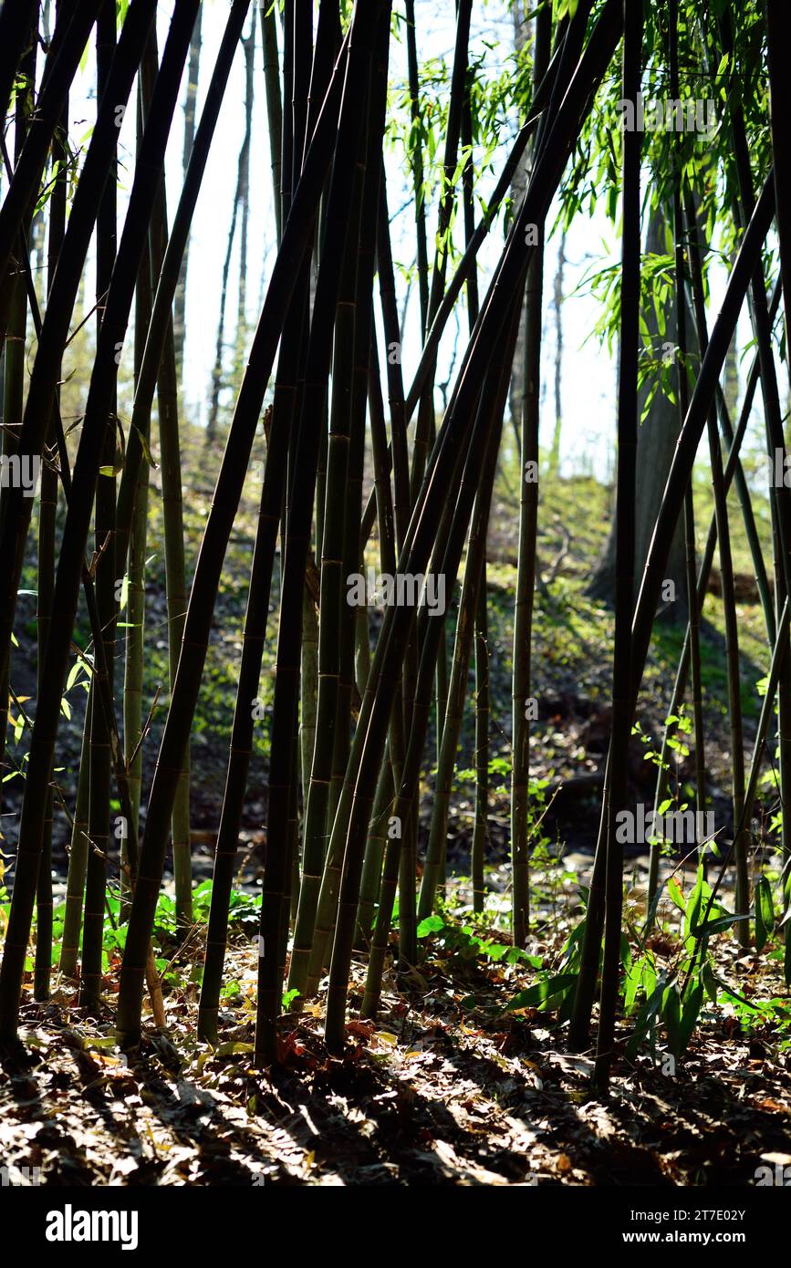 A lush bamboo forest with a line of tall, green trees stretching into ...
