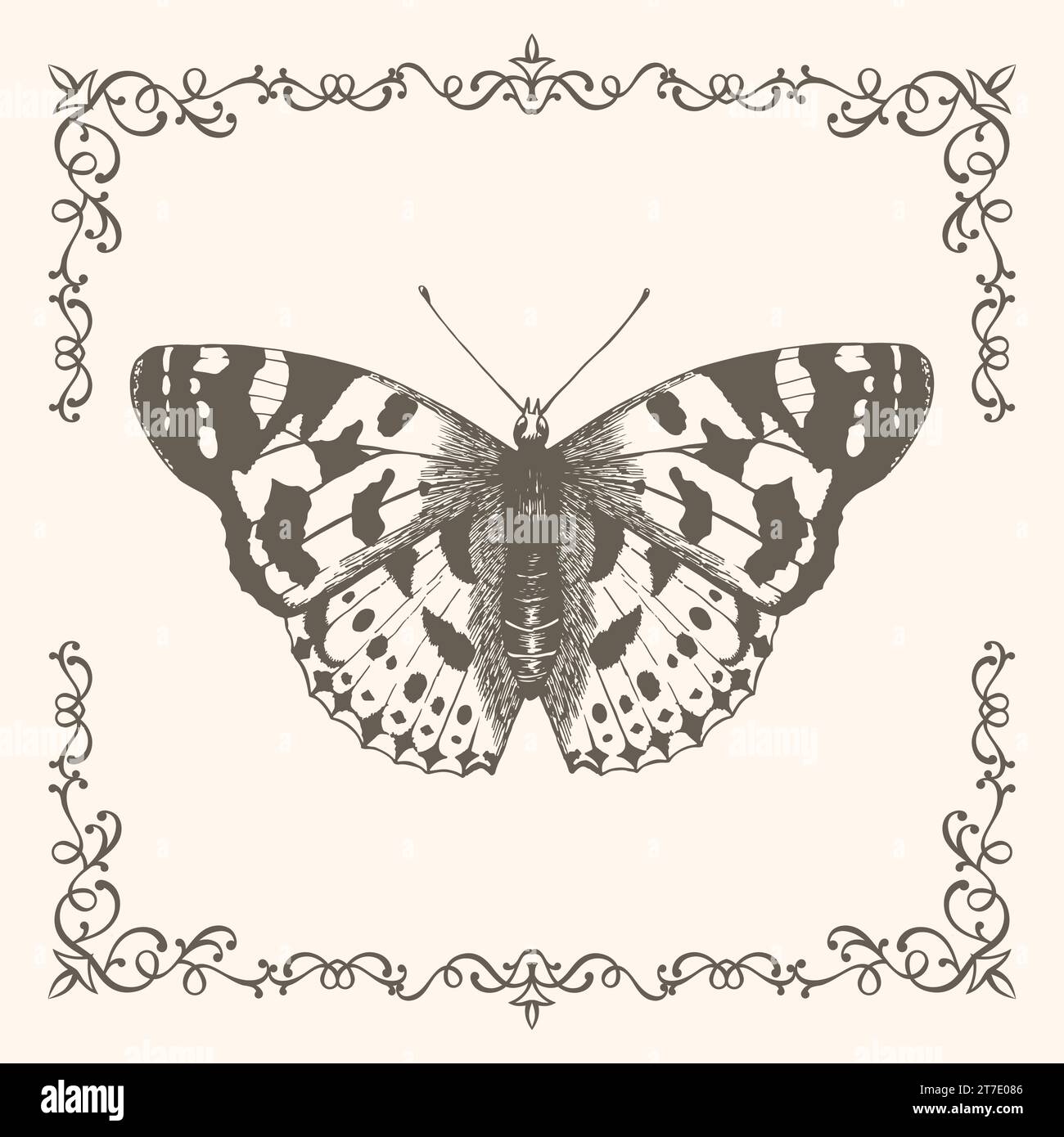 Hand drawn butterfly in a beautiful frame Stock Vector Image & Art - Alamy