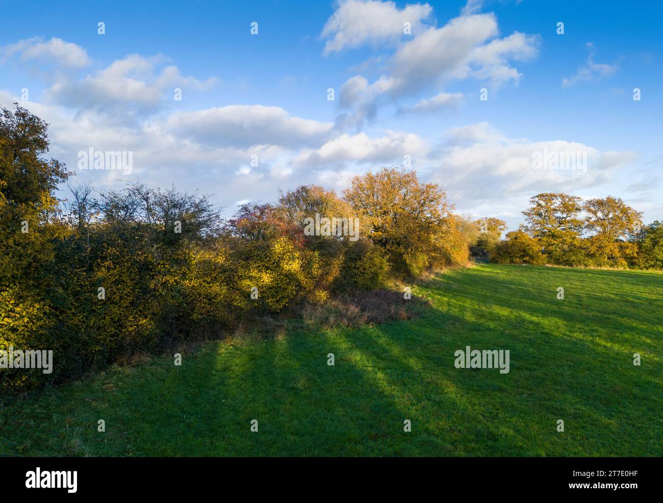 Grazing pasture and ancient hedgeline boundary, Forest of Dean ...