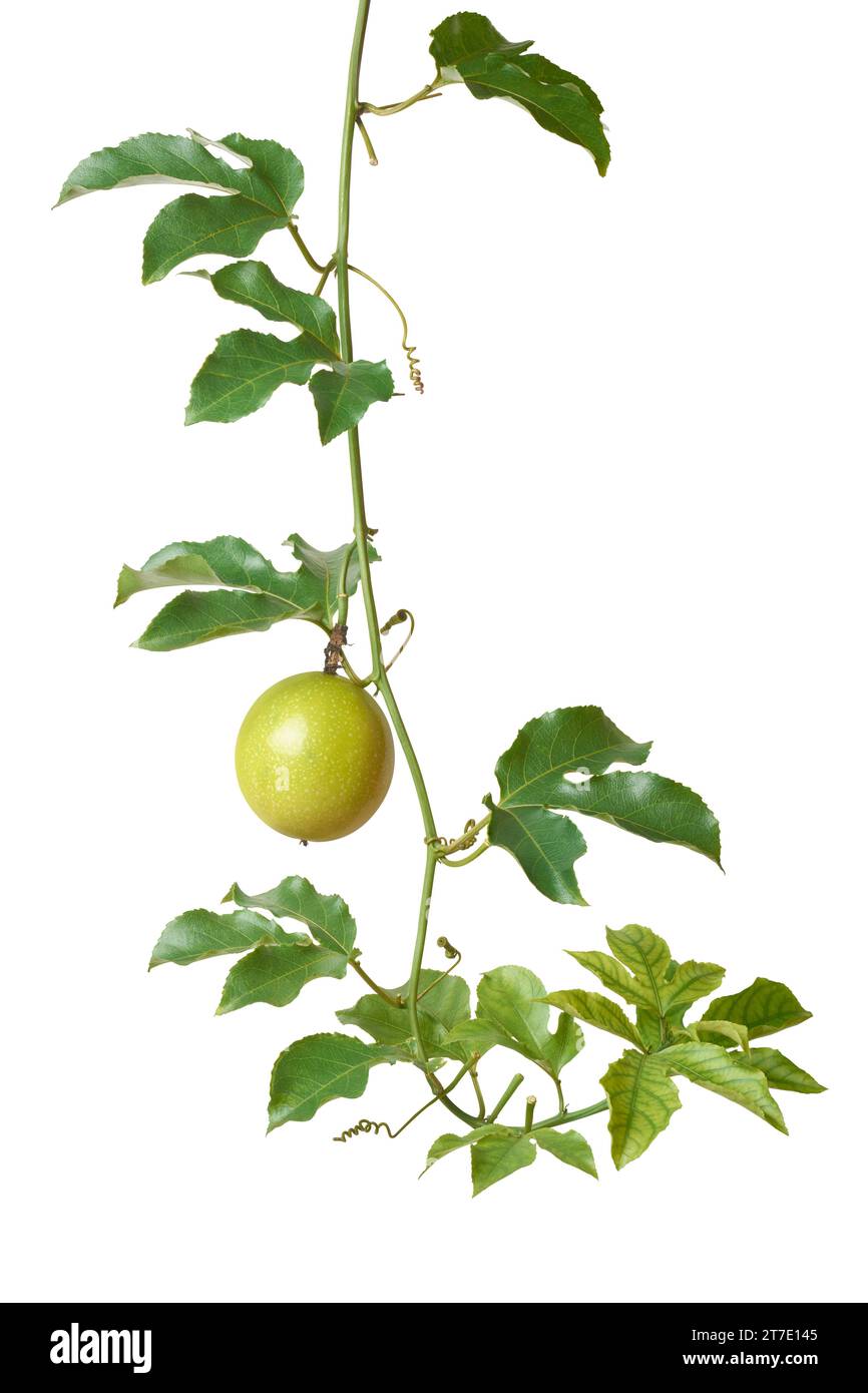 close-up of passion fruit vine with ripe fruit, passiflora edulis ...