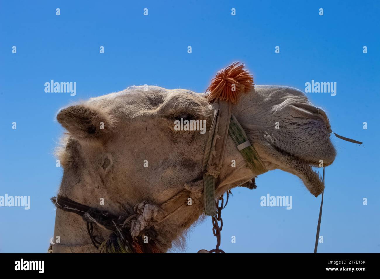 Camel tied up hi-res stock photography and images - Alamy