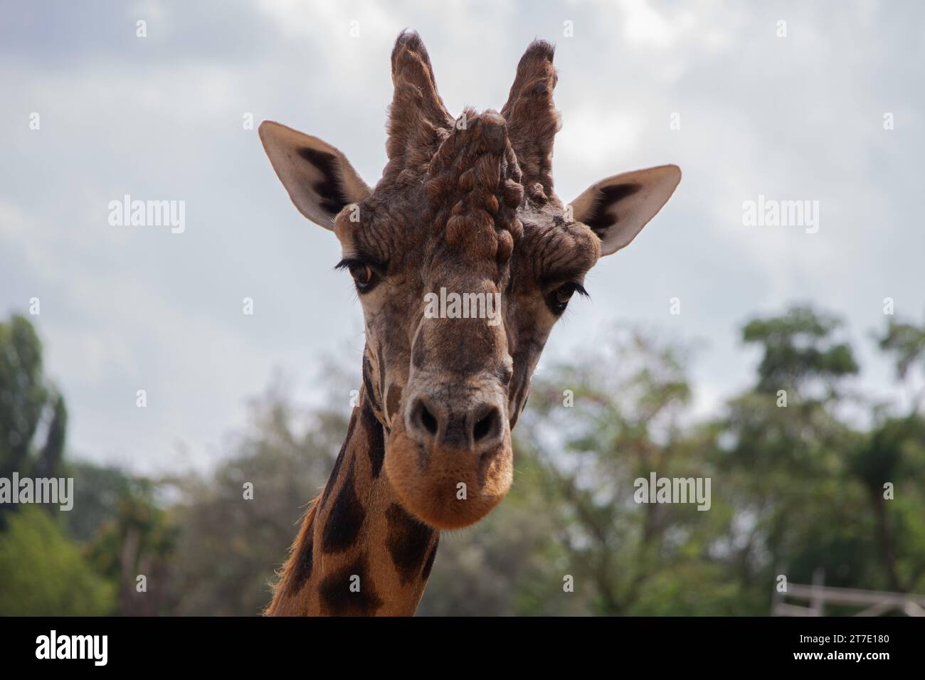 A beautiful giraffe standing tall and proud in its natural habitat, its ...