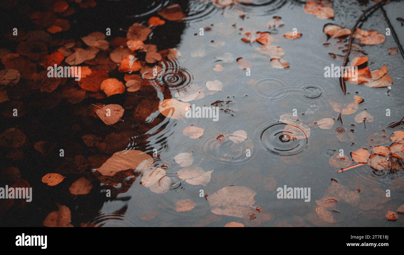 A shallow pool of rainwater surrounded by vibrant autumn foliage Stock ...