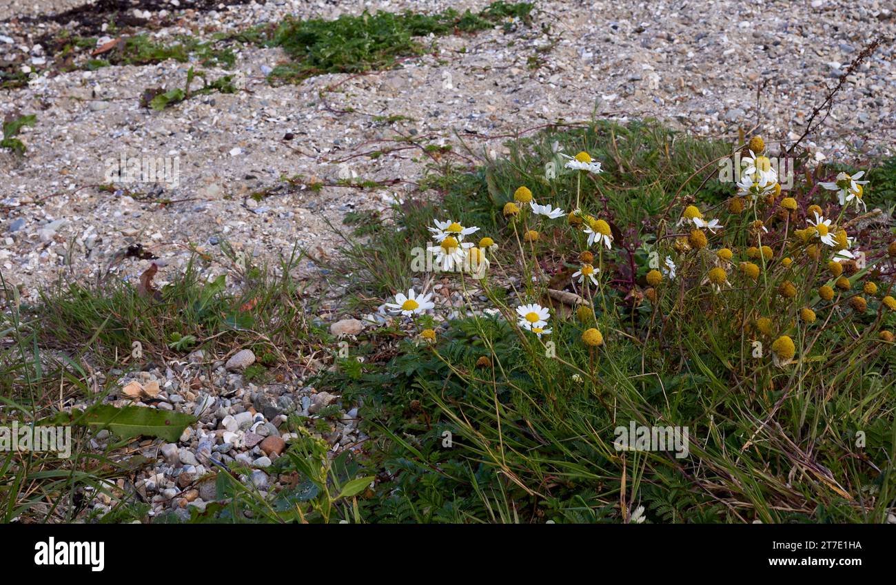 Wild daisies growing on the beach at Otter Ferry. Argyll, Scotland ...
