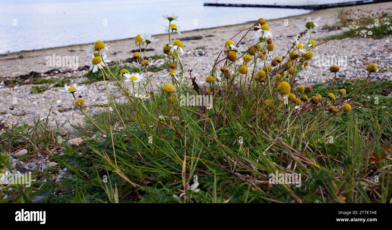 Wild daisies growing on the beach at Otter Ferry. Argyll, Scotland ...