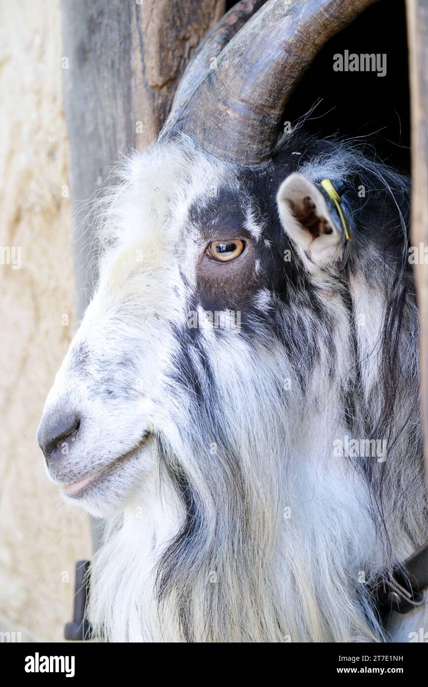 Goat sticking its head out of the barn window Stock Photo - Alamy