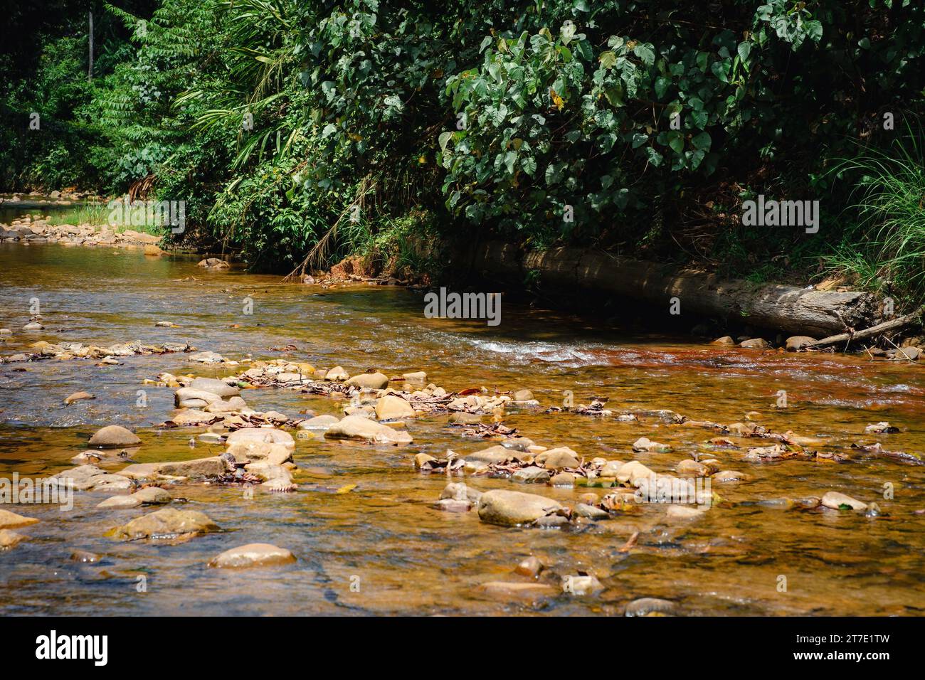 A Shallow Stream at Malaysia's National Park is Filled with Rocks ...