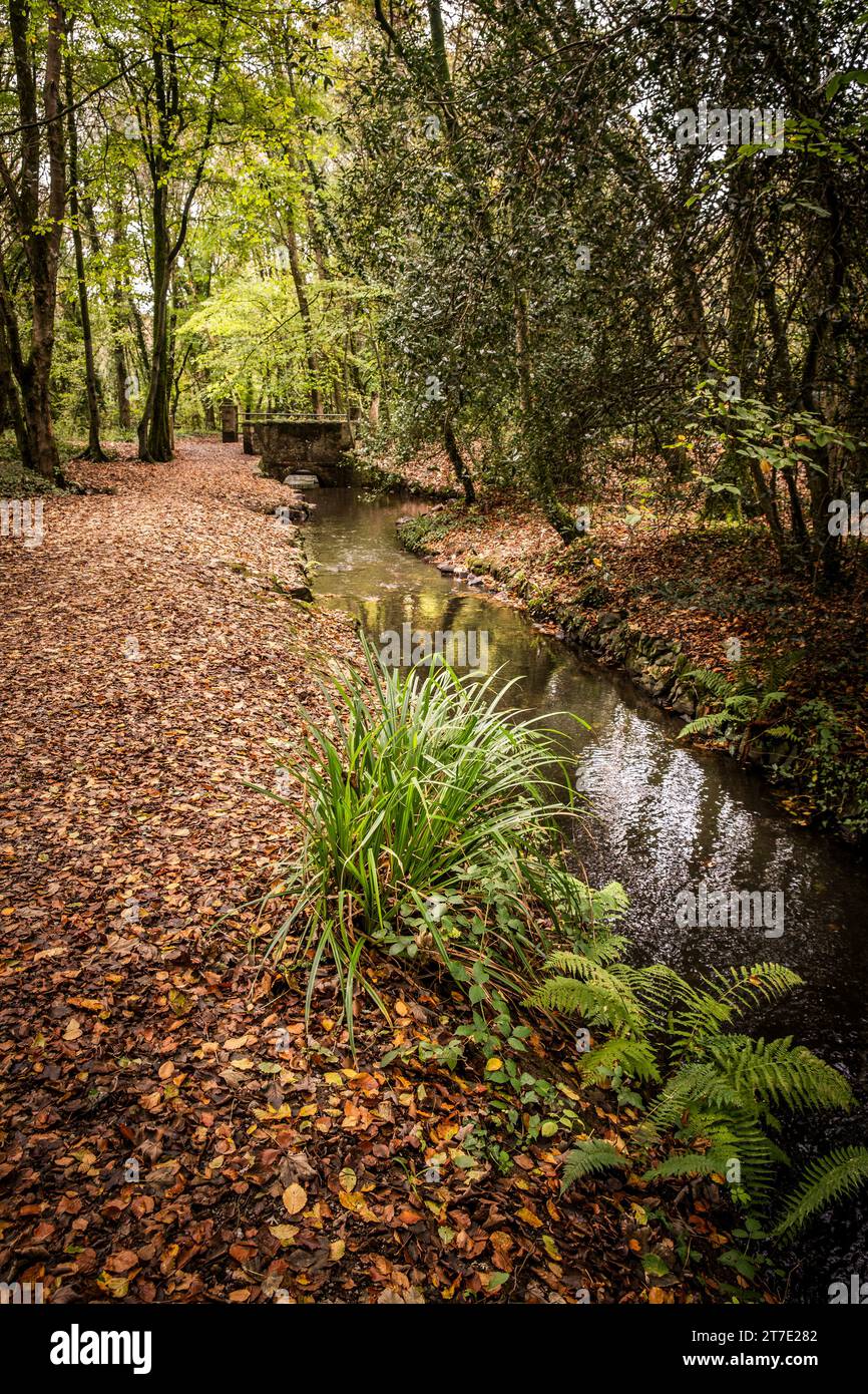 Tehidy stream flowing under a small footbridge in Tehidy Woods in ...