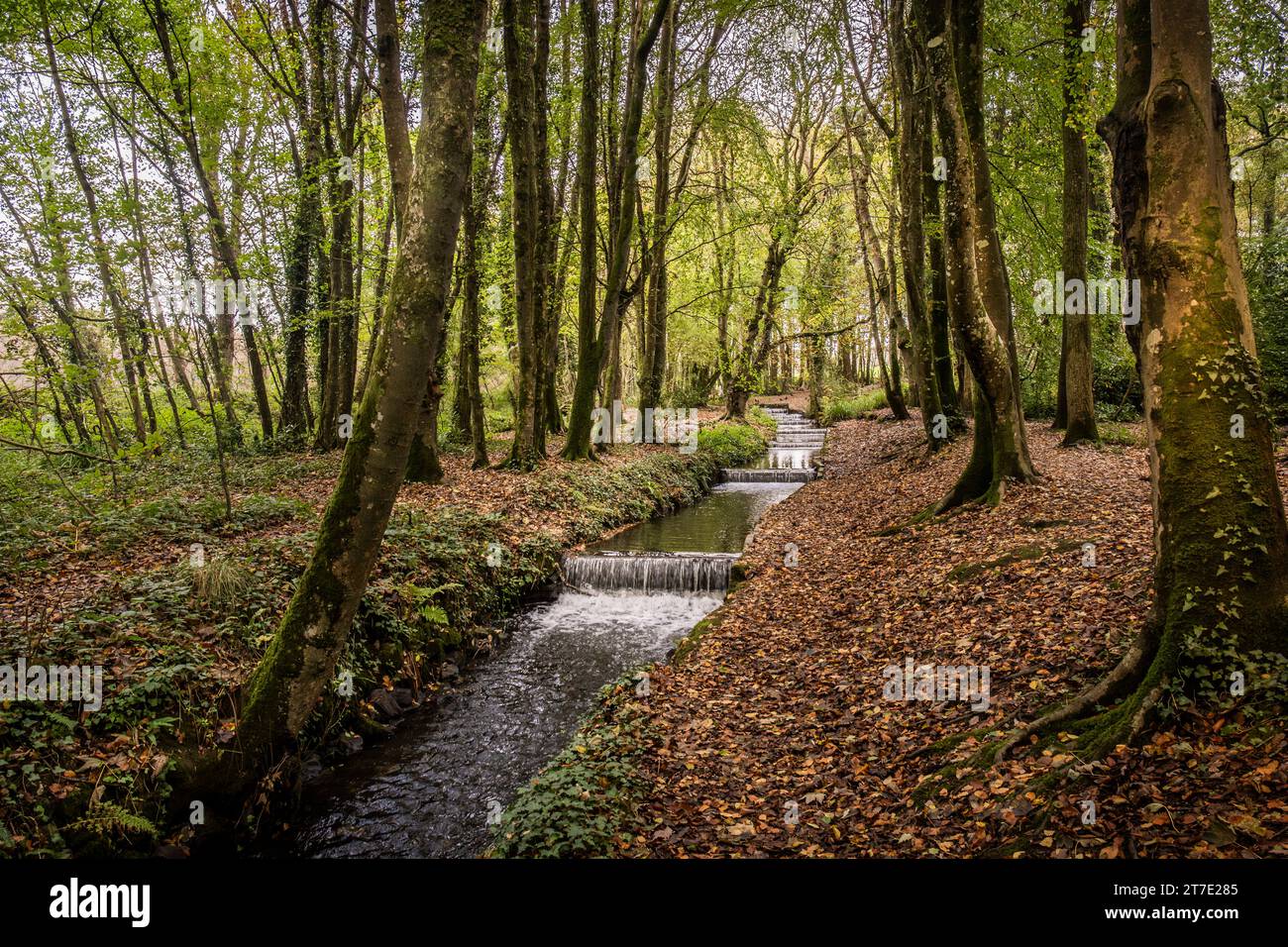 Tehidy stream flowing over a series of cascades in Tehidy Woods Country ...