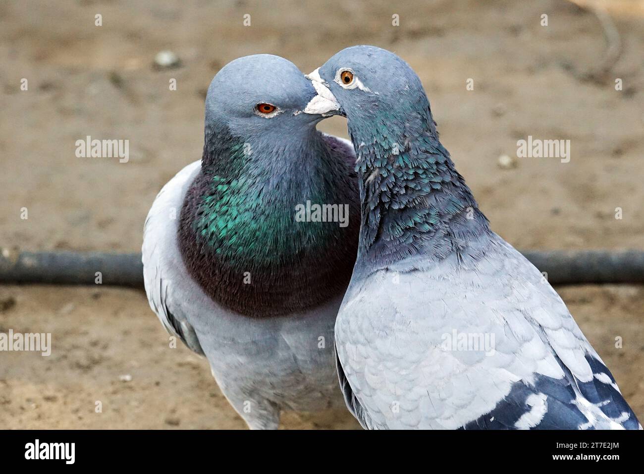 A male pigeon feeds his partner by mouth prior to the mating session. Male pigeons have to feed ...