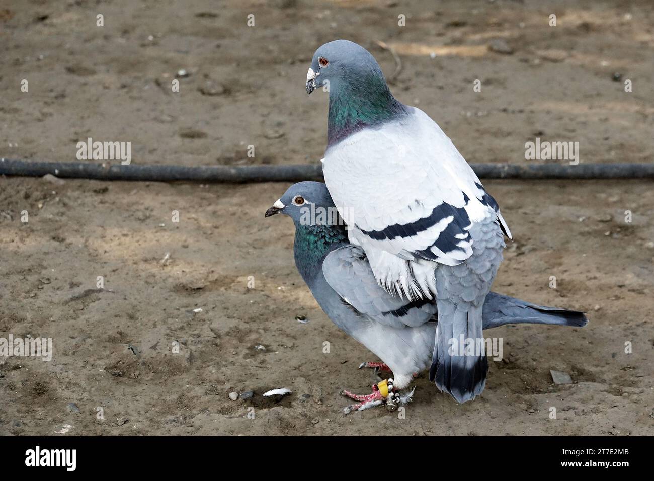 A male pigeon is seen mounting the female pigeon from behind in what is called mating. Male ...