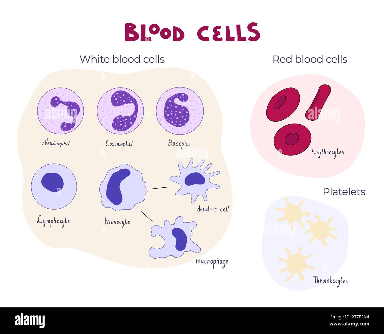 Blood cells flat vector illustration diagram. Infographic educational ...