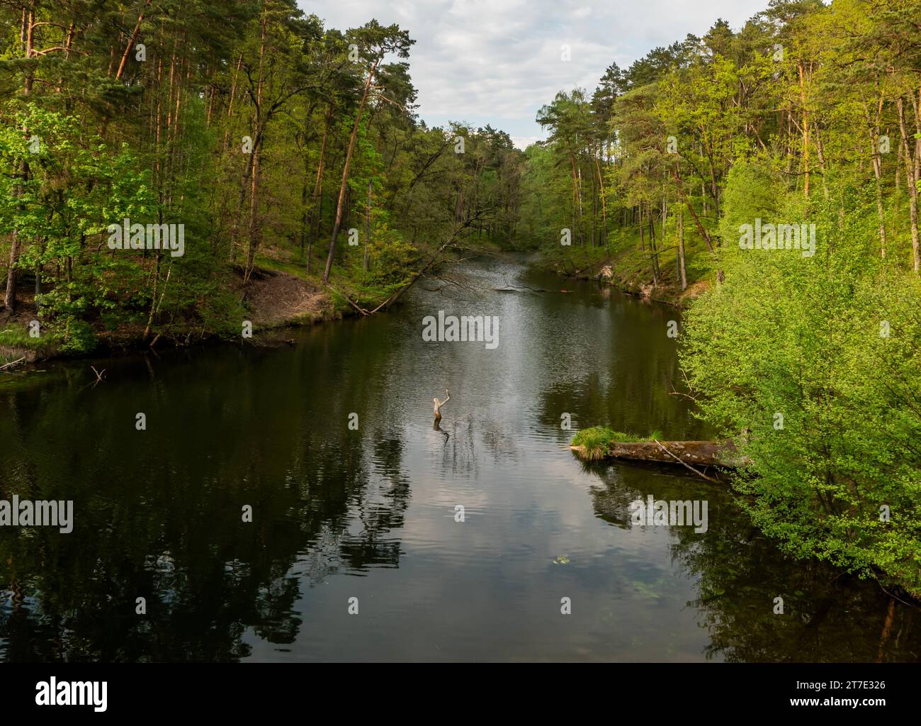 Krowka lesna hi-res stock photography and images - Alamy