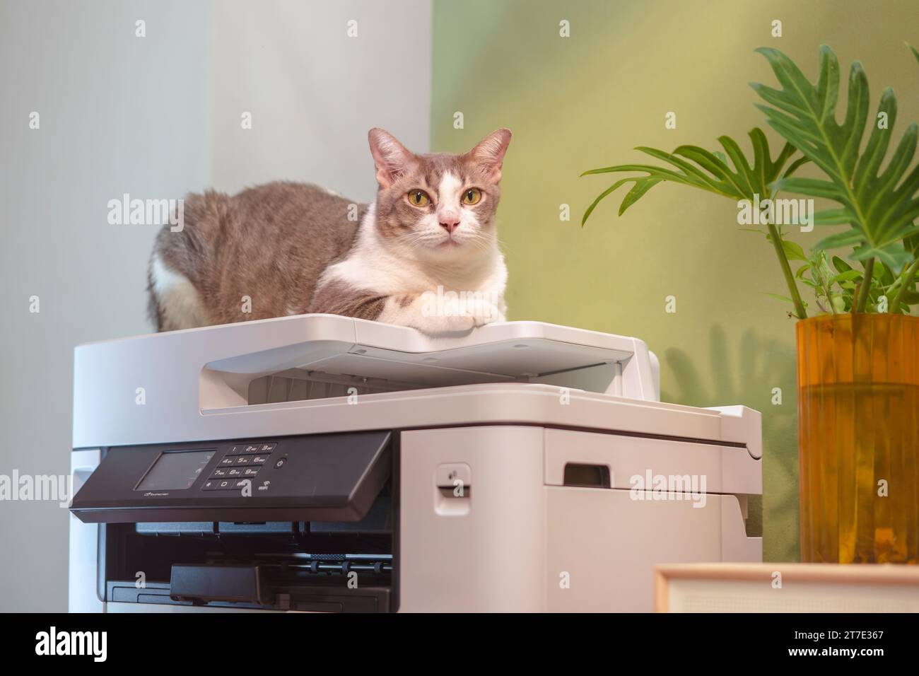 abby Cats sitting on a multifunction laser printer in home-office ...
