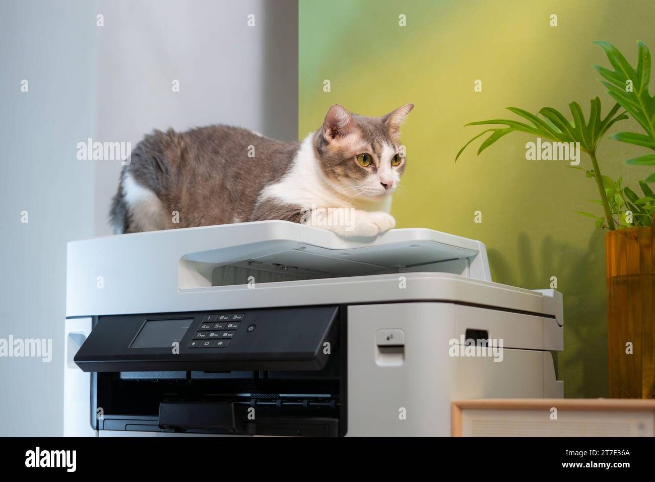 Tabby Cats sitting on a multifunction laser printer in home-office ...