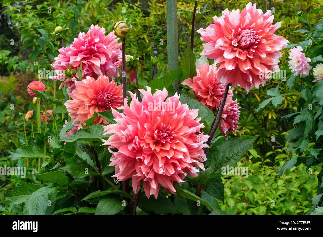 Giant Dahlias at Butchart Gardens Stock Photo - Alamy