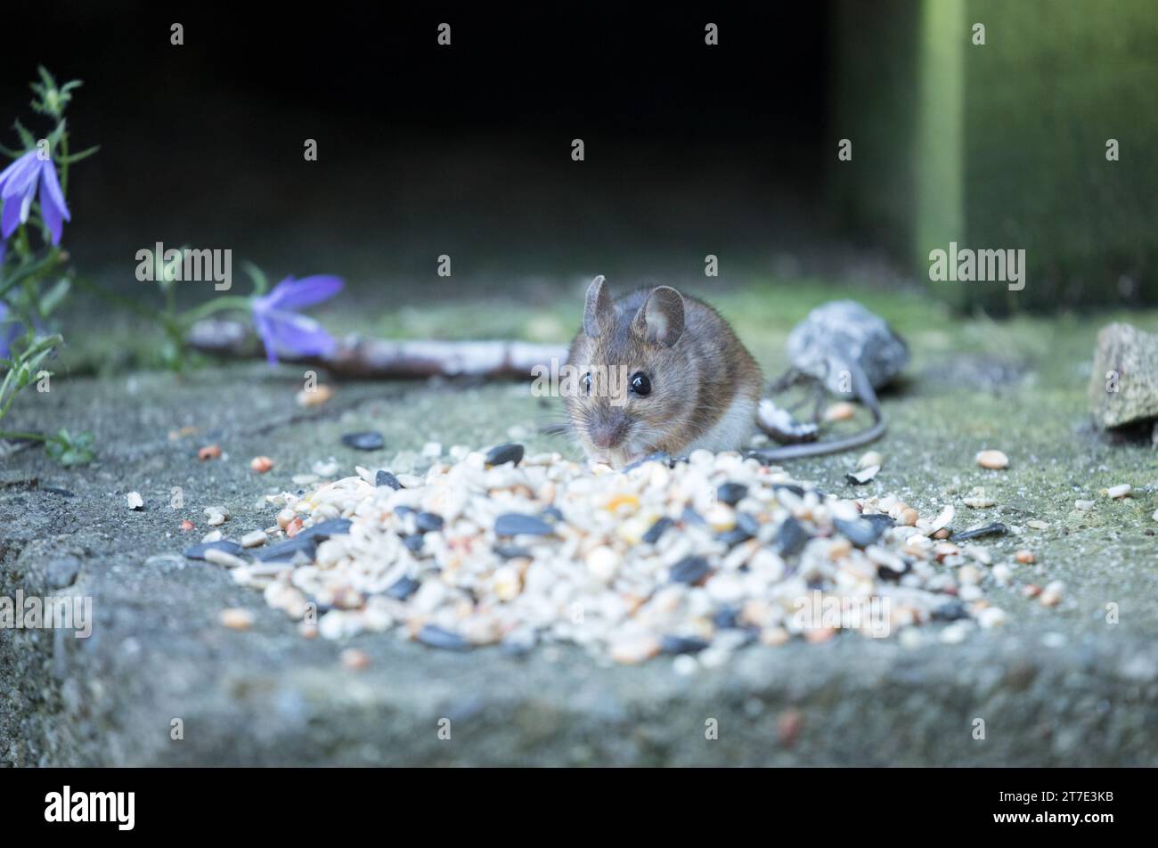 Wood Mouse enjoying bird seed, Harrogate Stock Photo - Alamy
