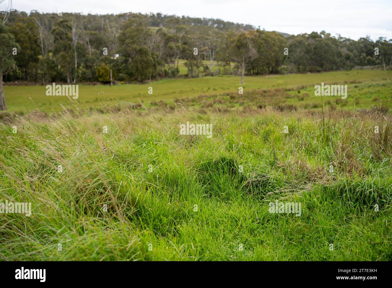 pasture and grass in a paddock on a regenerative organic flowers Stock ...