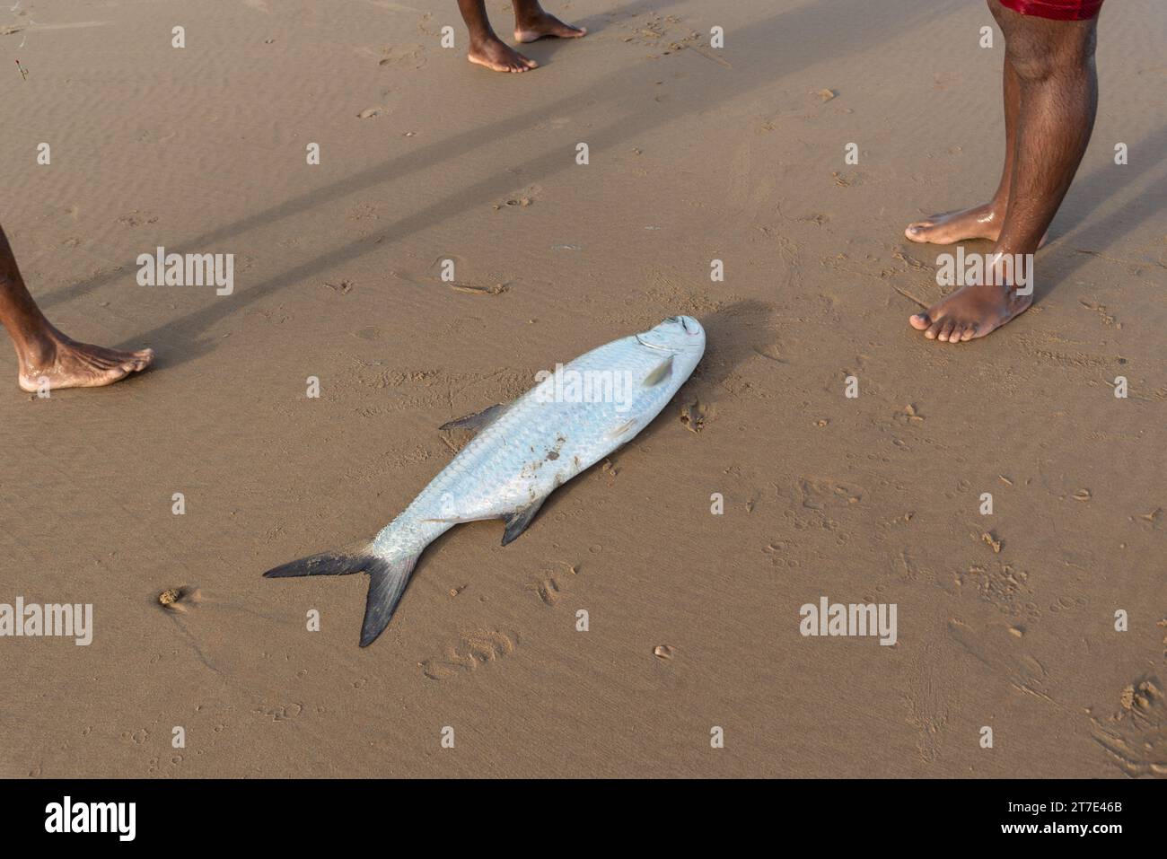 Salvador, Bahia, Brazil - April 26, 2019: Tarpon fish, megalops ...
