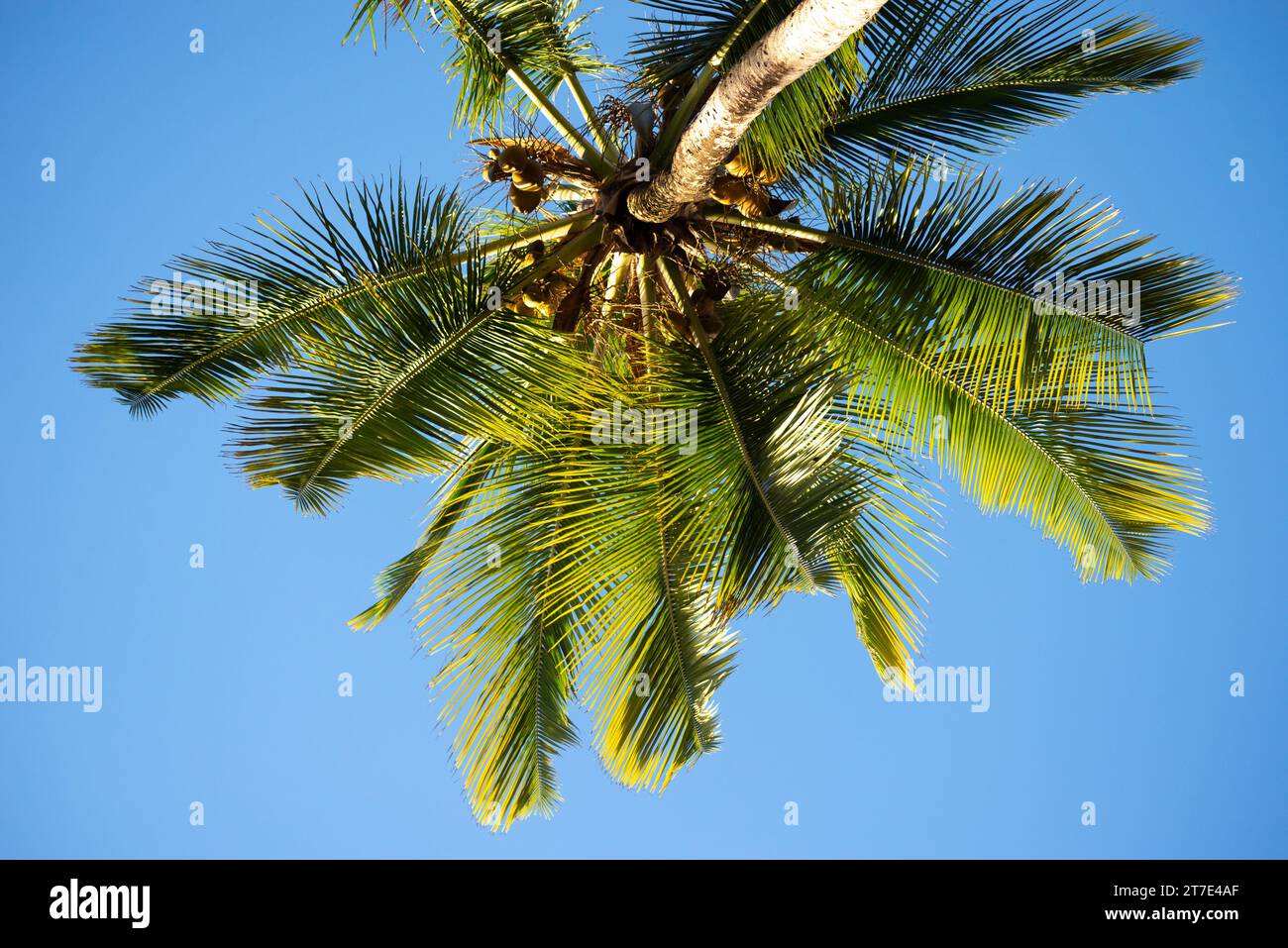 Coconut tree branches hi-res stock photography and images - Alamy