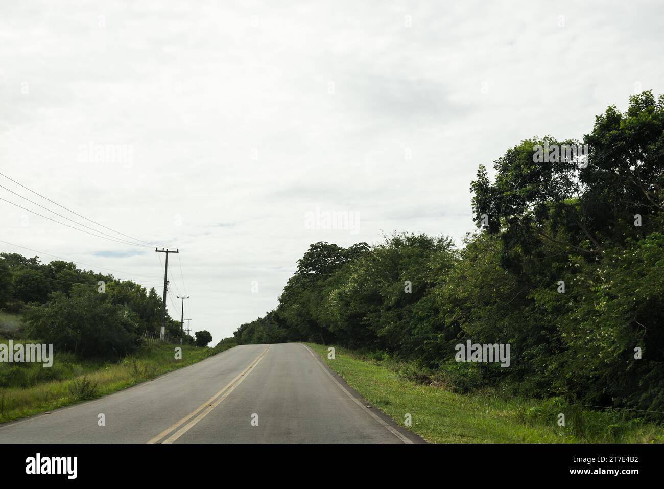 Green and dense forest on both sides of an asphalt road that connects ...