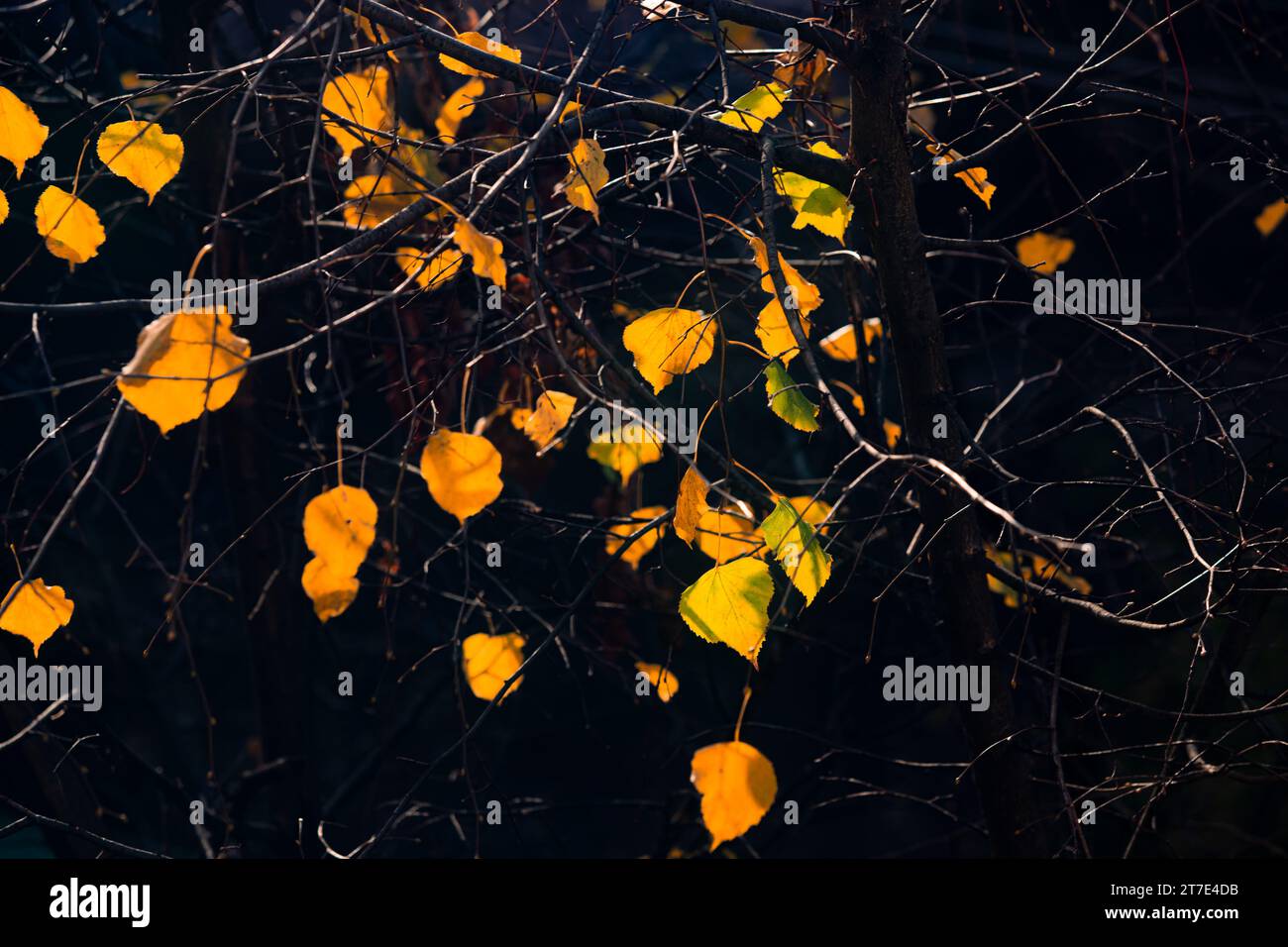few yellow autumn leaves on trees background for design purpose Stock ...
