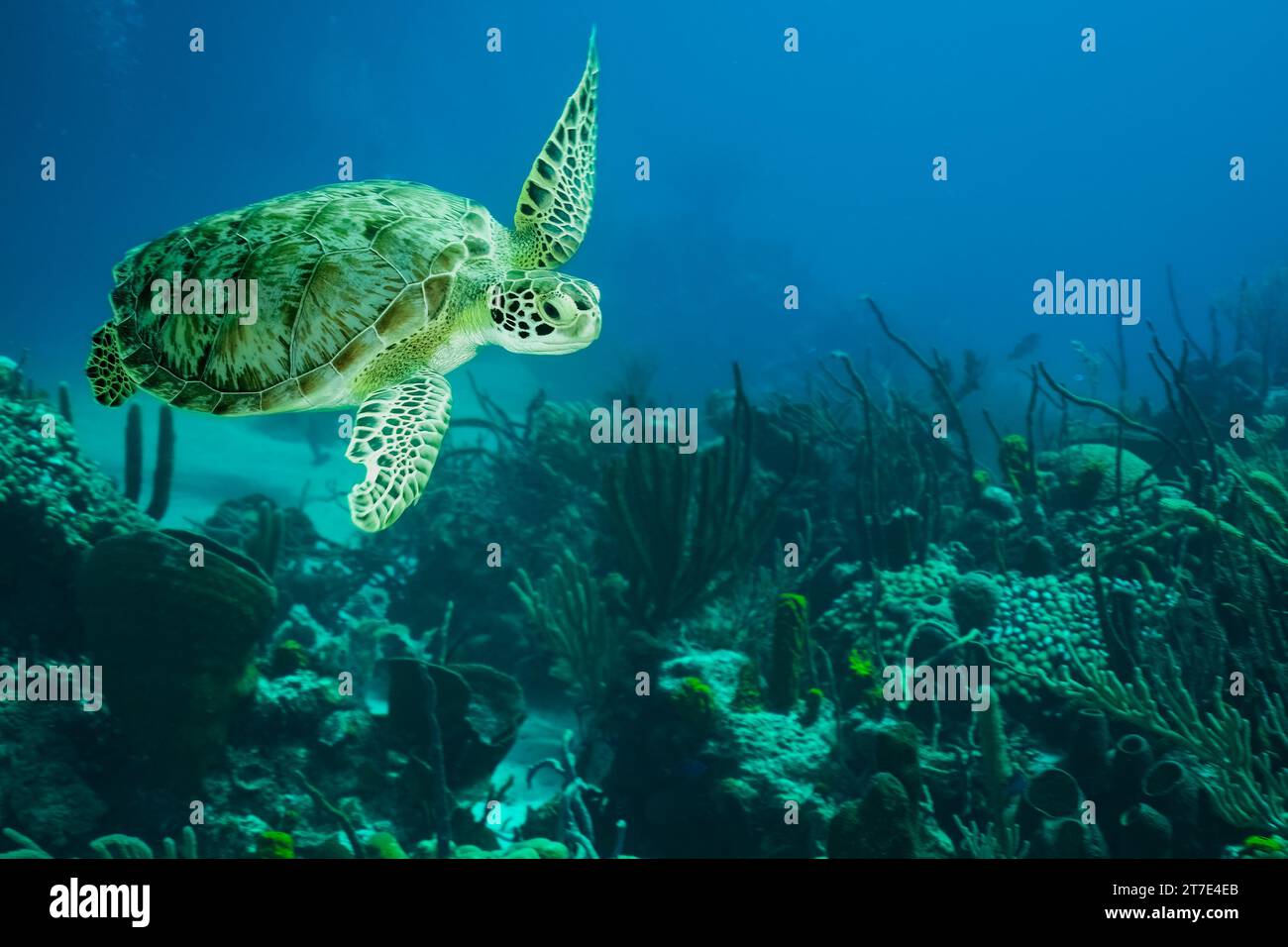 Oceanic colors hi-res stock photography and images - Alamy