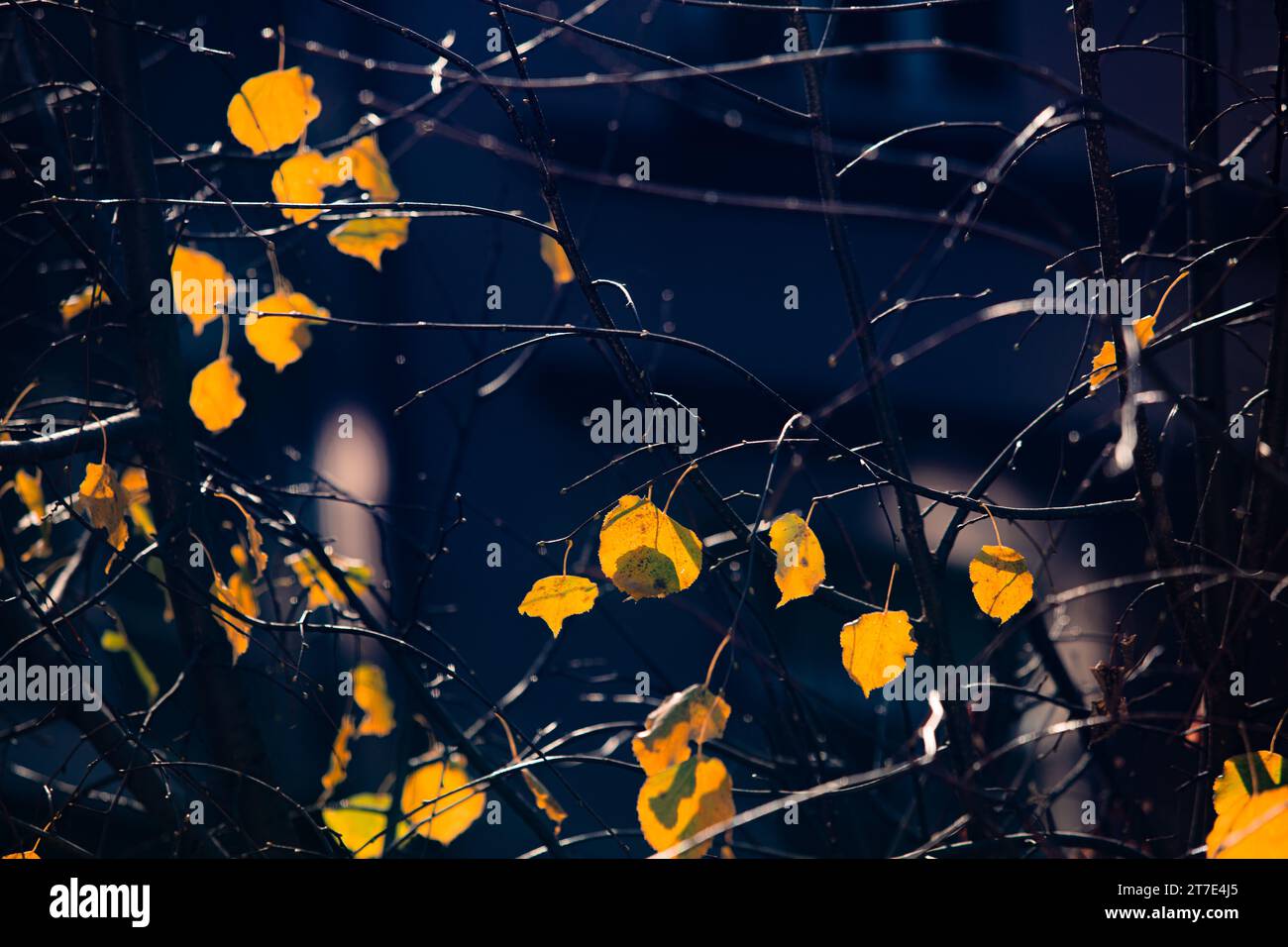 few yellow autumn leaves on trees background for design purpose Stock ...