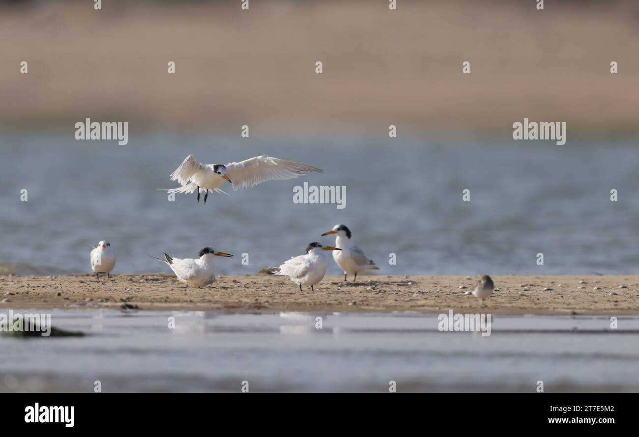 View of the world's rare Chinese Crested Tern in Rizhao City, East ...