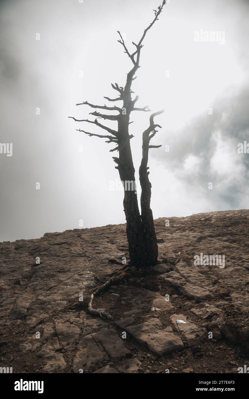 Two barren trees with cracked branches sitting atop a rocky hillside ...