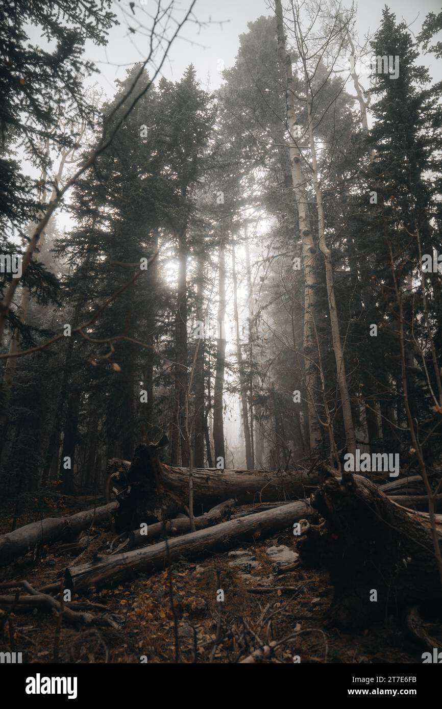 A scenic image of a forest landscape featuring densely packed trees and ...