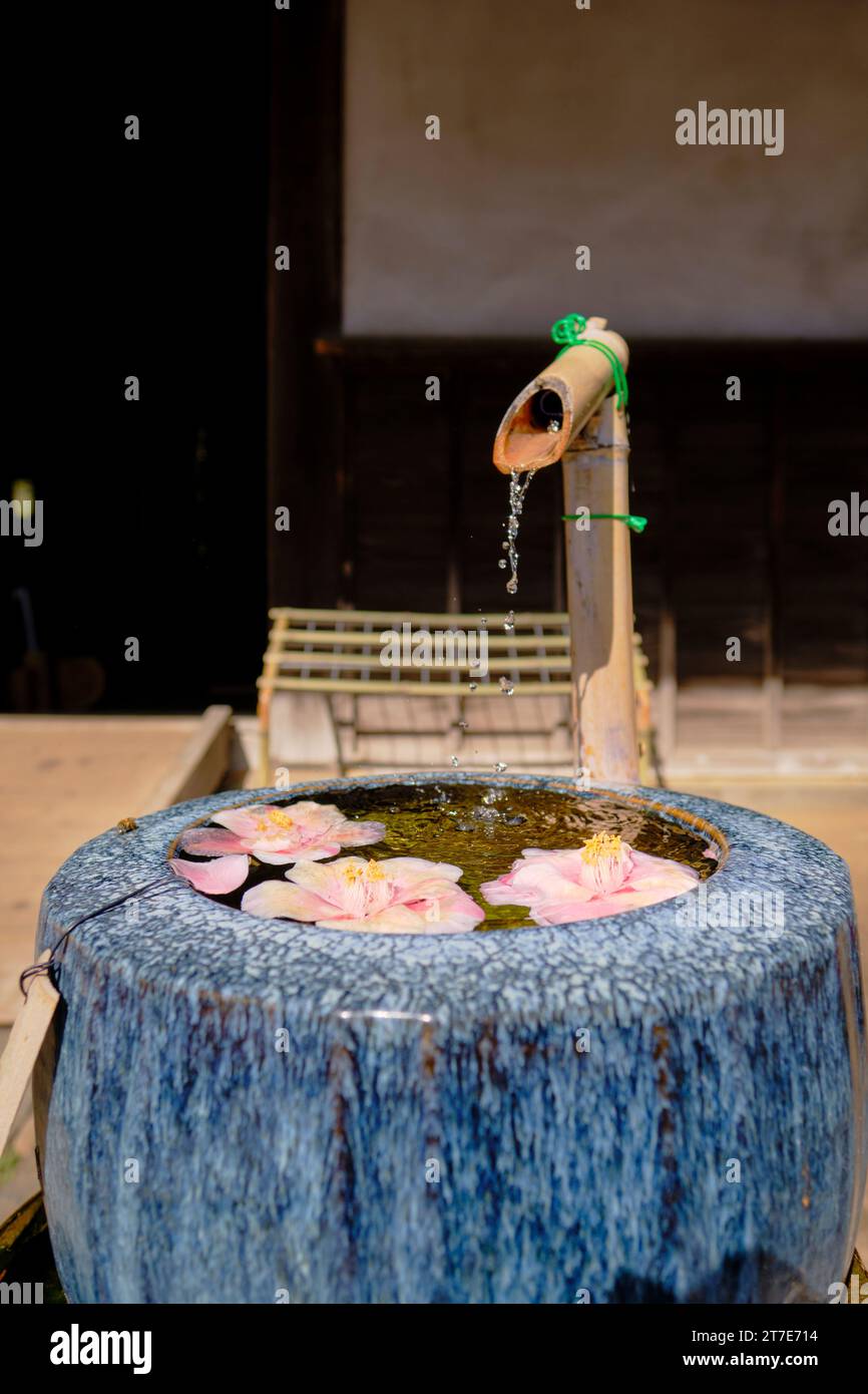 Pink flowers floating on the water surface of a Japanese Tsukubai or ...
