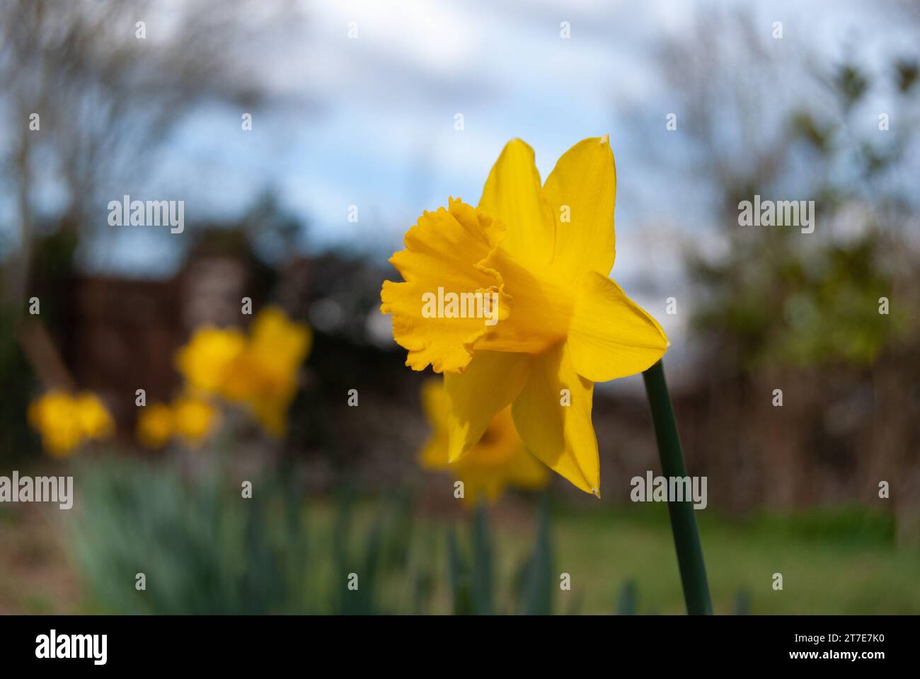 Jardinage flower hi-res stock photography and images - Alamy