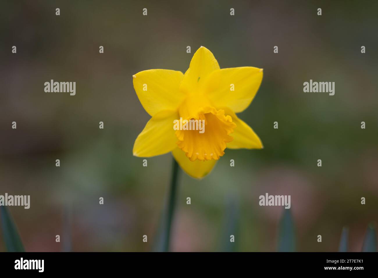 Jardinage flower hi-res stock photography and images - Alamy