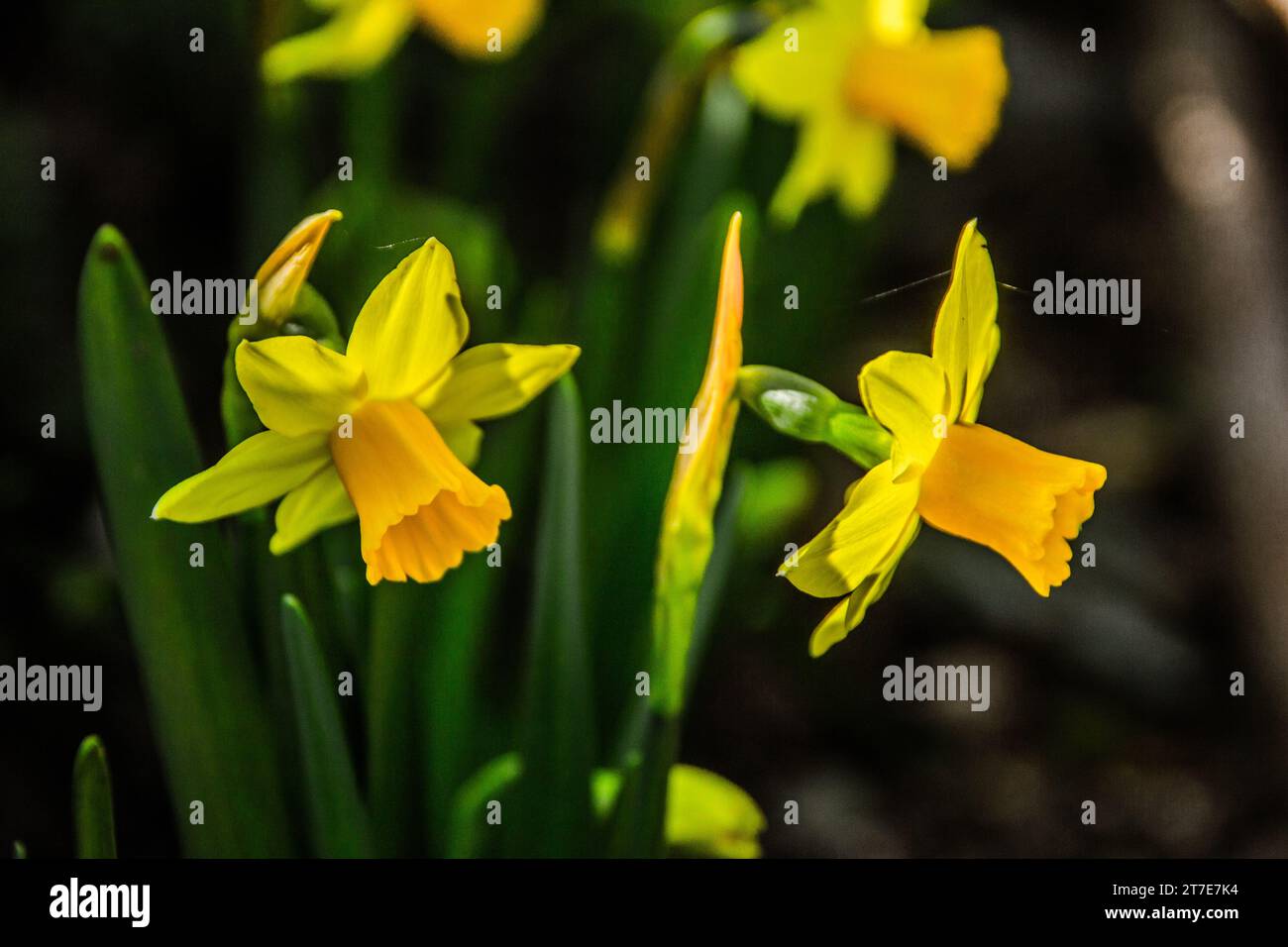 Jardinage flower hi-res stock photography and images - Alamy