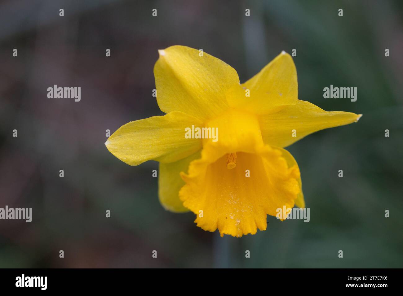 Jonquilles jonquilles hi-res stock photography and images - Alamy