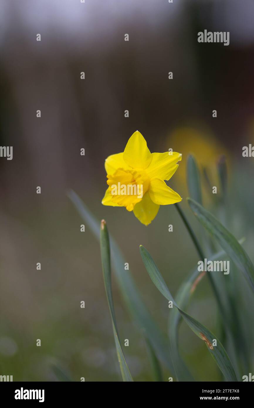 Jardinage flower hi-res stock photography and images - Alamy