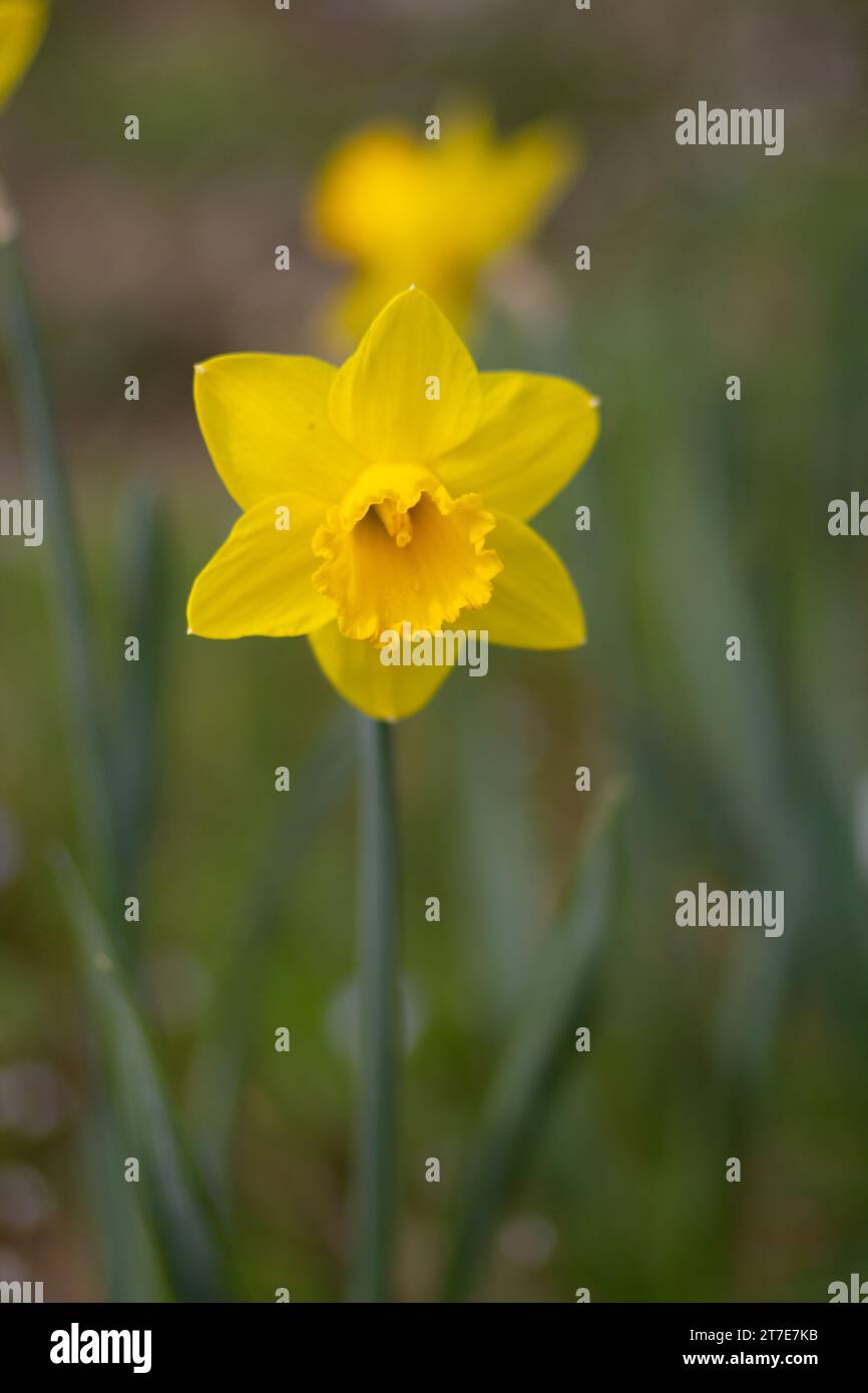 fleur flower jonquilles Stock Photo - Alamy