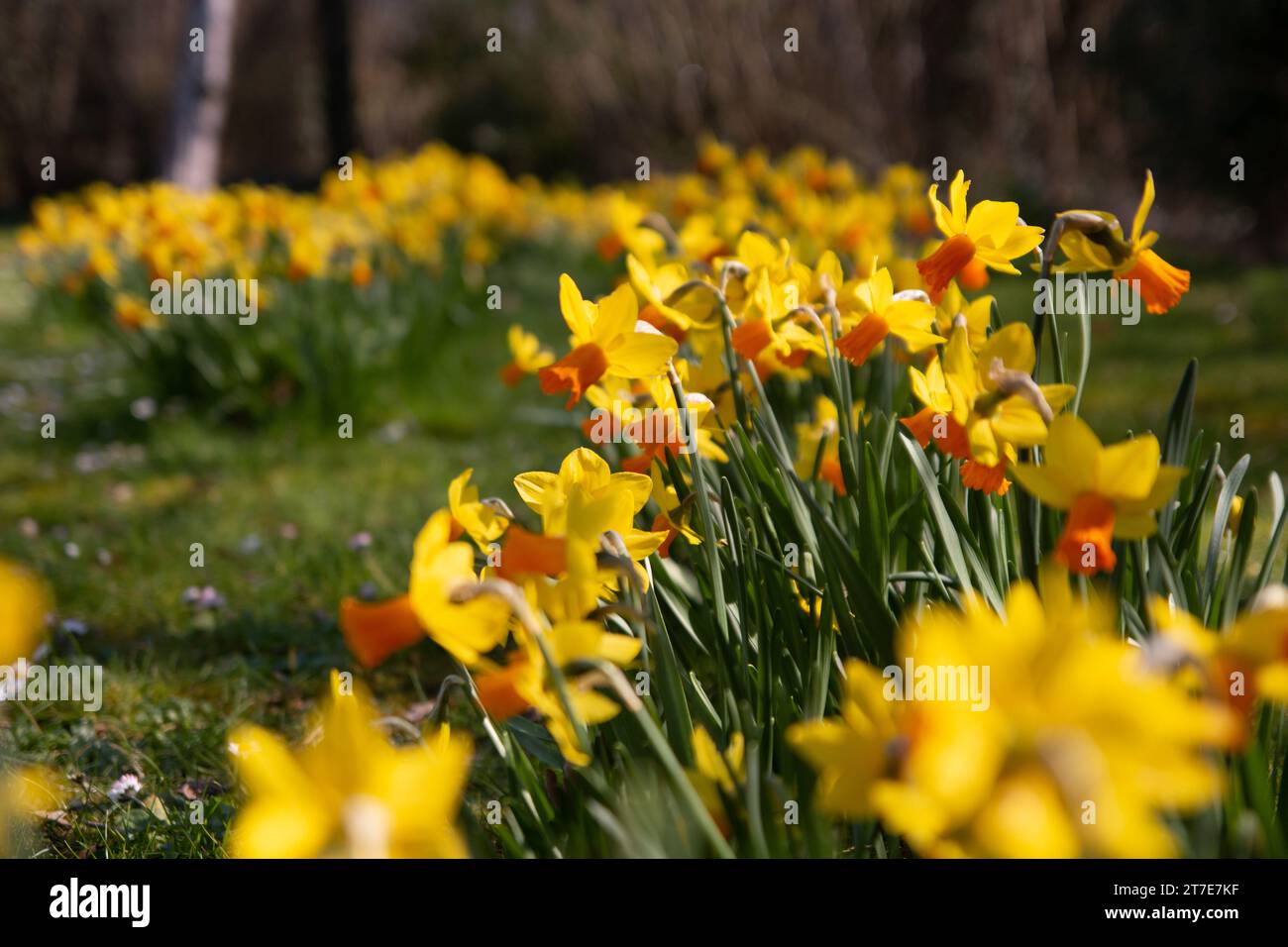 Jonquilles jonquilles hi-res stock photography and images - Alamy