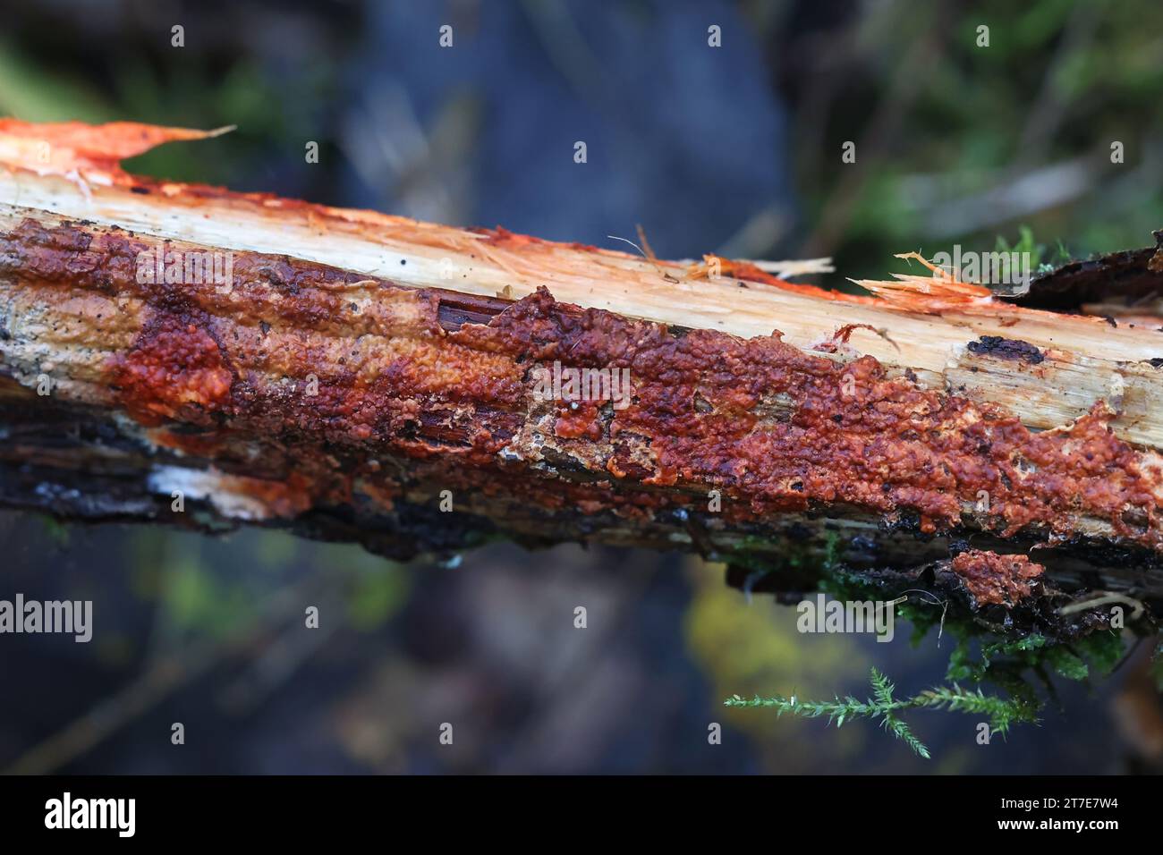Phanerochaete sanguinea, a crust fungus from Finland staining wood red ...