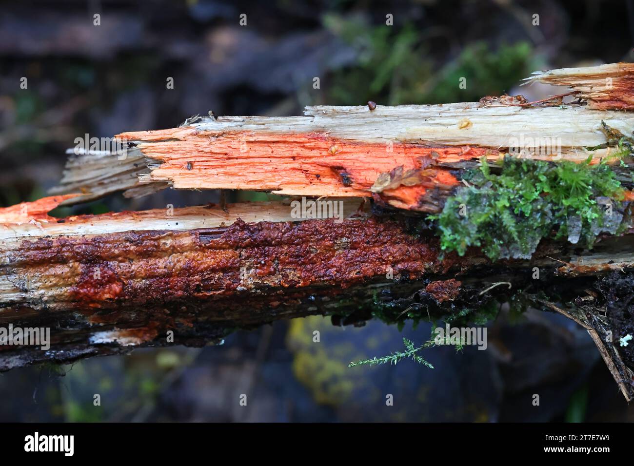 Phanerochaete sanguinea, a crust fungus from Finland staining wood red ...