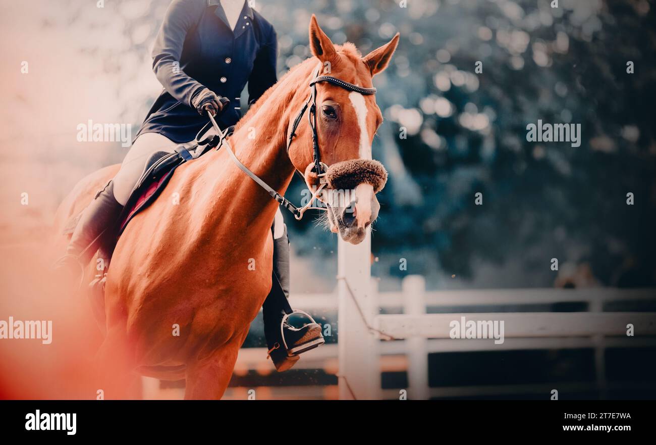 A beautiful sorrel horse with a rider in the saddle rides at equestrian ...