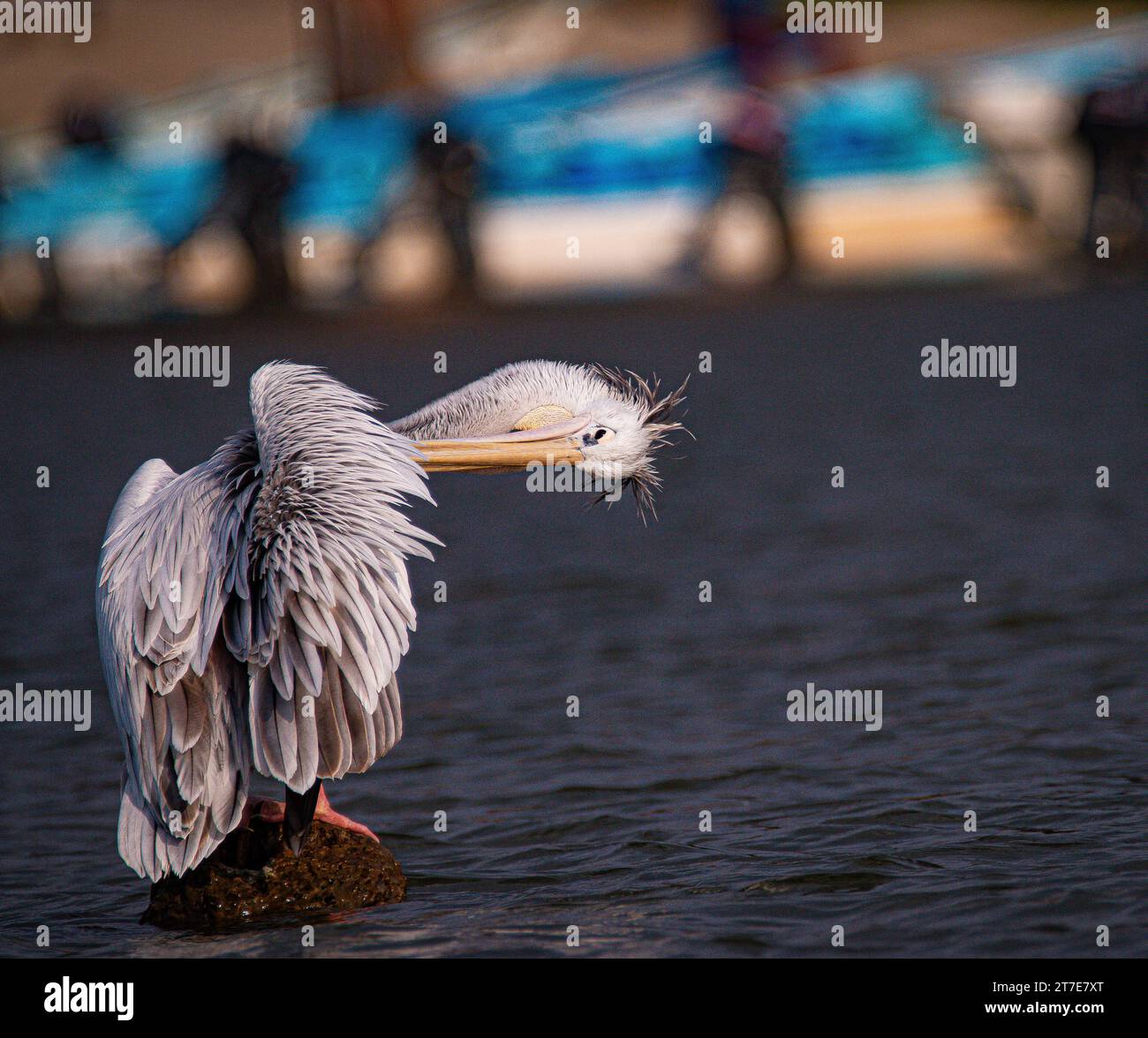 Pink backed pelican lake hi-res stock photography and images - Alamy