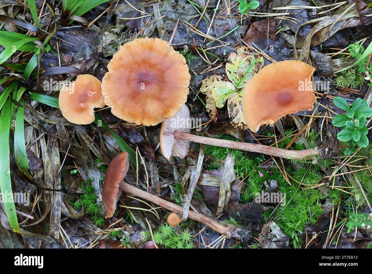 Laccaria proxima, known as the Scurfy Deceiver, wild mushroom from ...