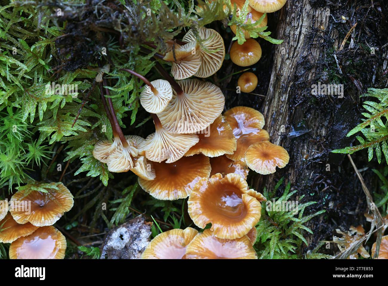 Xeromphalina campanella, known as the pinewood gingertail, golden ...