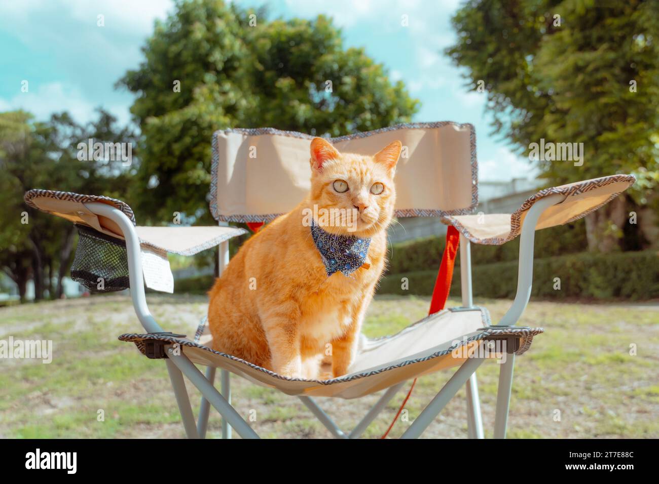 Ginger cats sitting on a lawn chair, camping and outdoor activities ...